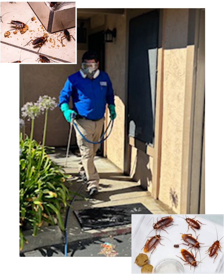AllPro Pest Services – Reliable And Effective Pest Control Solutions.
